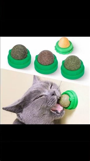 Unleash Your Cat's Inner Hunter with the Cat Coaster! 🐾