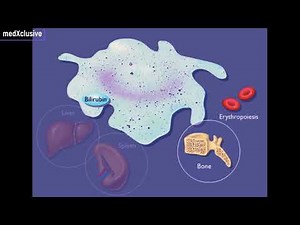 Hemoglobin Breakdown [Quick Review]