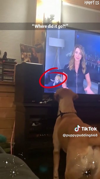 Funny Dog Reacts to TV: The Oldest Trick