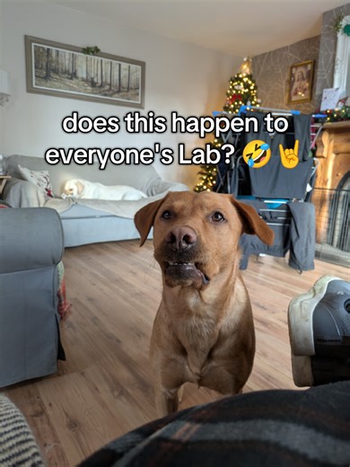 Cuando los labios de tu perro se quedan atrapados