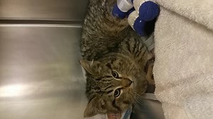 142 reactions · 134 shares | RESCUED BY CARF! Please honor pledges...