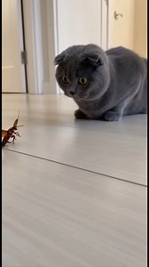 “Giant Flying Cockroach Challenges the Cat’s Authority at Home” 😂🐱🪳🪽😱 #FunnyCat #CockroachChaos #PetComedy #ViralPets | Gen fun smiles