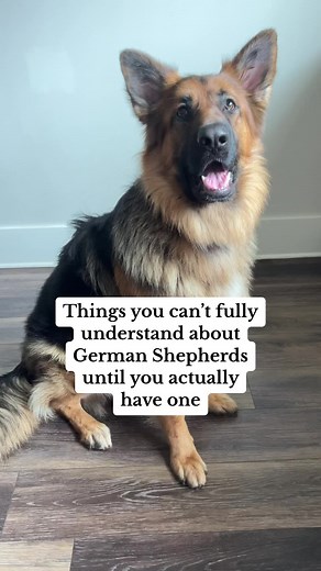 Understanding German Shepherds: Clingy, Ball-Obsessed, and Talkative Traits Revealed!