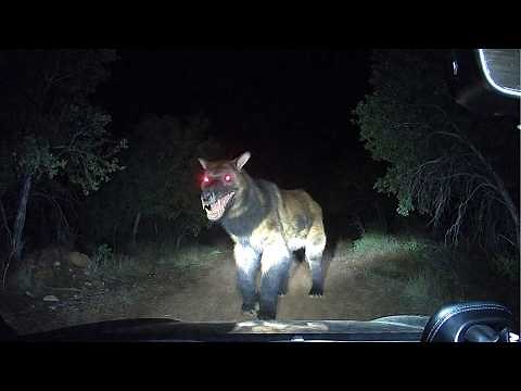 Nightmarish Creatures Filmed in the Middle of Nowhere