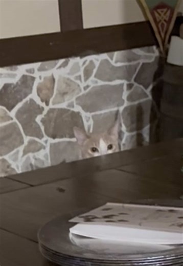 Hiding in plain sight 🤣😭 #orangecatbehavior #camoflauge