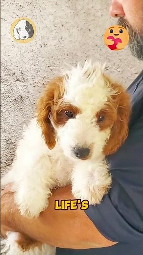 Say hello to Albie, the F1b Cavapoo boy with curly charm, gentle eyes, and a heart that’s all about