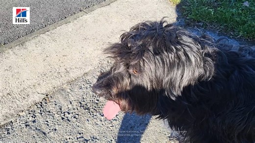 Speciality_HTC_2026_FR_ SP Dog Perf Weight _16x9