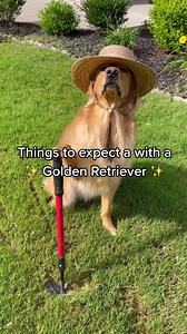 3.6M views · 126K reactions | There really are way more pros, but the cons are too funny… #goldenretriever | LiTi Pets | Facebook