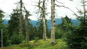 Dead trees air pollution are caused acid rains, sulfur oxides, nitrogen ozone. Influence emissions, spruce Picea abies virgin forests Jeseniky Protected Landscape, climax wood, So2 emission mountain