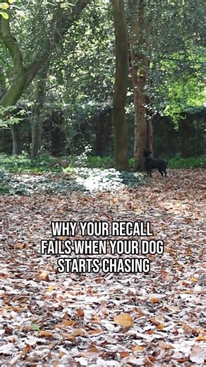 when your dog is chasing squirrels