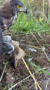 Crested Goshawk #birds #falcons #hawks | AmericanEagle