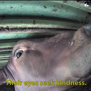 1.2K views · 1.6K reactions |  At Sentient, we're on a mission to...