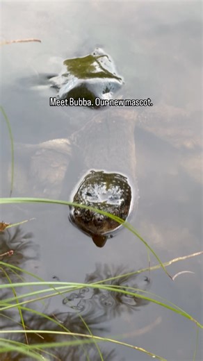 Meet Bubba. She (yes, she) is the largest of the snapping turtles at our new, NH warehouse. They live in the pond outside Jon's window, and we've been told to watch for the baby turtles. 😊 This is just one of the many great things about our new Salem, NH space. #bubba #turtle #mascot | United Staging & Rigging