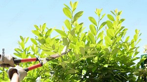 Springtime home gardening. Man trimming laurel hedge. Manual working for hobby.