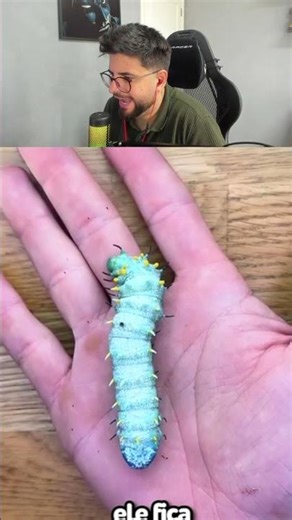 Evolution of the Moth