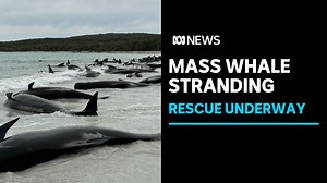 A pod of whales massed off Western Australia's southern coast have begun stranding themselves on the shore, with wildlife authorities launching an emergency response effort in a bid to save them. MORE DETAILS: https://ab.co/4715qSa. The pod of at least 84 pilot whales was spotted about 100 metres off the coast at Cheynes Beach, 60 kilometres east of Albany, yesterday evening. The animals remained close to the shore throughout the day, and began beaching just after 4pm. | ABC Perth