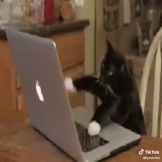 Understanding Fear Through Cat Behavior