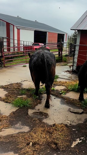 Loading pound cows. All three of these cows should’ve had calves. 2 turned up open. One lost her calf. 10 plus years old. They brought almost $2500 each at sale barn. #cattlecountry #thediversifiedfarmer #cows #Iowa #cattle #trailer #salebarn | The Diversified Farmer