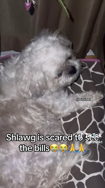 Hilarious Dogs Cleaning Each Other | Funny and Entertaining Pets Video