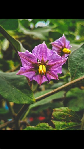 How To Use Pro Mod Mobile🔥Best Focus Trick any picture💥