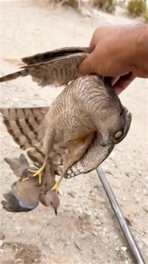 This is the real identity of the goshawk. #goshawk #eaglepower47