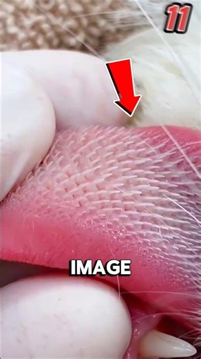 Langue de chat 😳🩸 Trop effrayante !#shorts