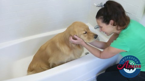 Professor Amos' Superfast Drain Cleaner Dissolve Hair, Grease, Food & Build Up Fast, 4-6 Applications Per Bottle