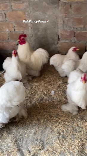 Discover Bantam Breeders: Exotic Chicken Varieties