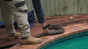 Snake Safety Around Your Home! Here is a short and sharp video about snake safety around the home and different areas you may encounter snakes. Please remember if you see a snake to use common sense and keep a safe distance and if you want it relocated call your local snake catcher. We are available 24/7 within the Sunshine Coast, Noosa and Deception bay areas! We hope you are all enjoying the TV Show Aussie Snake Wranglers on National Geographic Australia. Stu & Chris | Sunshine Coast Snake Cat