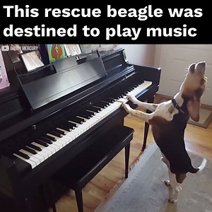172K views · 3K reactions | He's a born entertainer  Credit: https://youtu.be/HxFpo2tLv4Q | Animal Channel | Facebook