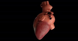 Rotating 3D Model of a Human Heart