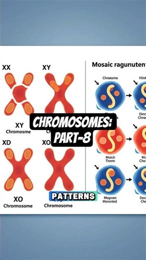 Part 8: Chromosomal Variations in Humans