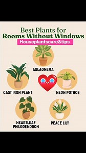 Best Plants for Rooms Without Windows 🪟 House Plants Care & Tips | House Plants Care & Tips