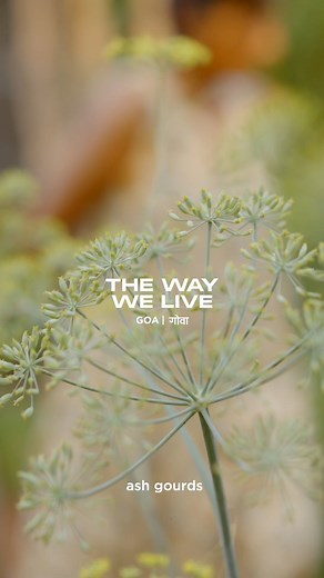 3.1K views · 11 reactions | Cooking meals from the harvests of her...