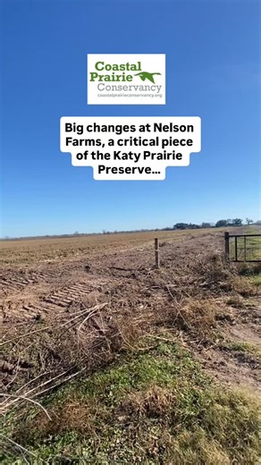 Big changes are underway at Nelson Farms on the Katy Prairie Preserve! Invasive brush and old fencing have been cleared from the entrance, allowing you to gaze out over the rice fields. 🍚 Next comes the final push of our National Fish and Wildlife 20,000 Milkweeds Initiative. Pollinator strips of milkweed and native wildflowers will be planted at the entrance as the final part of our two-year effort to collect seeds, grow seedlings, and plant 20,000 milkweeds across the Katy Prairie to support 