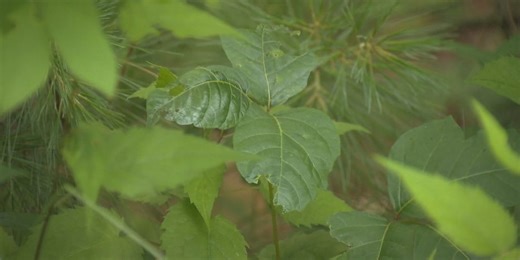 Identifying poison ivy: Leaves of three, let it be