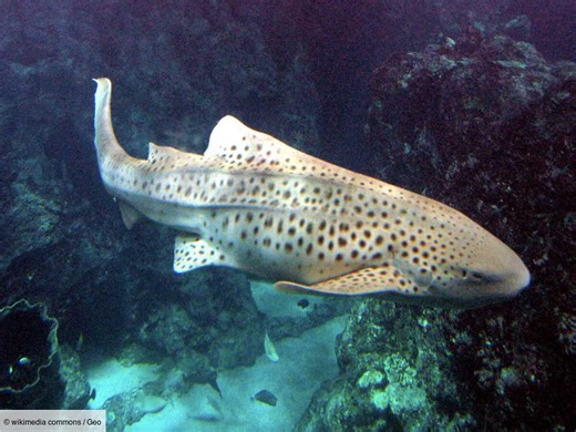 L'Œil de GEO: trois requins léopards filmés en pleine reproduction, une première mondiale