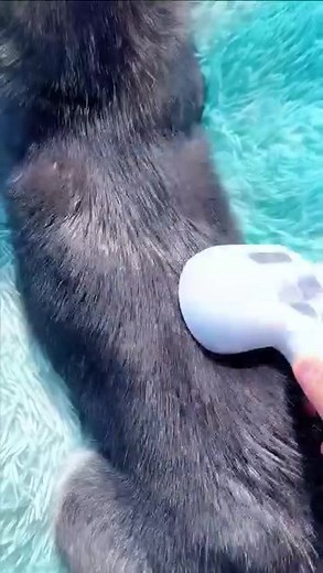 Votre compagnon redoute le brossage et les poils envahissent la maison ? BrumeBrosse™, la brosse 3-en-1 qui démêle, hydrate et masse, transforme chaque séance en un moment rapide, agréable et relaxant. 💧 Moins de poils, moins de stress et plus de complicité — les résultats se voient dès la première utilisation. 🎁 Gant anti-poils inclus et livraison offerte, pour un toilettage facile et sans souci. 👉 Faites entrer BrumeBrosse™ dans votre routine et offrez à votre compagnon des séances de soin 