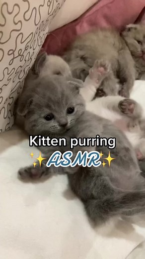 The Cutest Kitten Purrs | ASMR Sounds for Relaxation