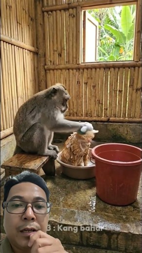 Mandiin kucing 😱 #shorts #shortvideo #short