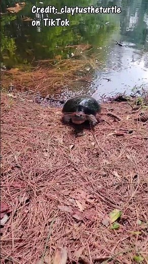 snapping turtle greets man like a dog #fishing #viral #turtle