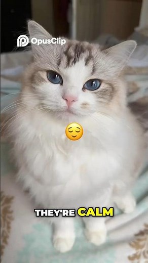 Ragdoll Cats: The Floppy, Affectionate Breed Everyone Falls In Love With