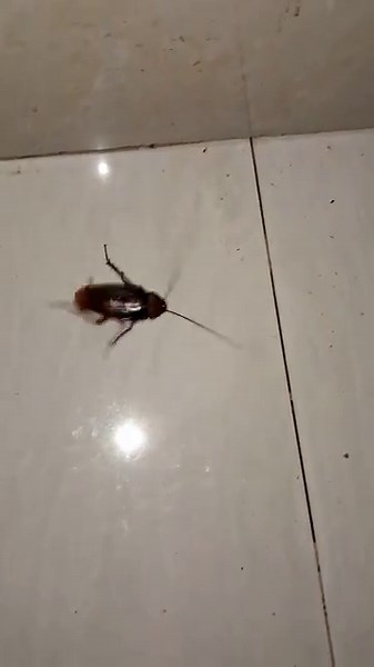 dancing cockroach #dance #animals #explore