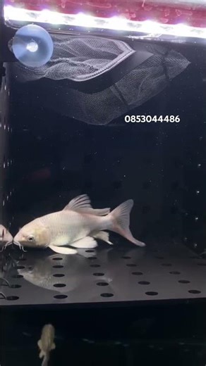 U12 cửu cap siêu vay vi #viral #xuhuongyoutube #cakoi #fish