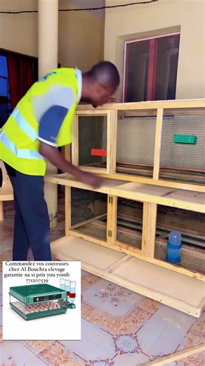 Élevage de cailles : Conseils et astuces