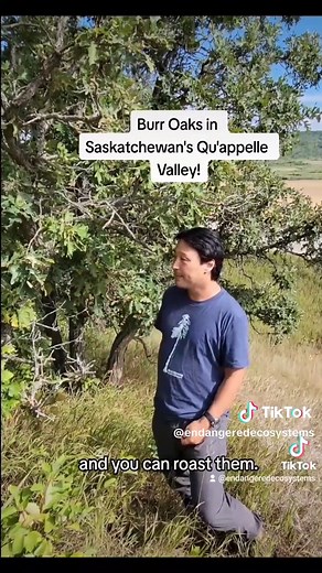 Burr Oak: Edible Acorns in Saskatchewan's Aspen Parkland
