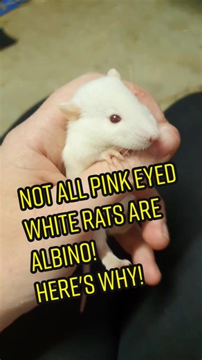 Understanding Pink Eyed White Rats: Genetics and Colors Explained