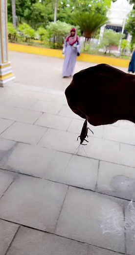 Discover the Fascinating World of Dark Grasshoppers