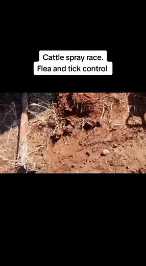 Tick and flea control. Cattle spray dip. #farming #health#easy#getyousomeofthat