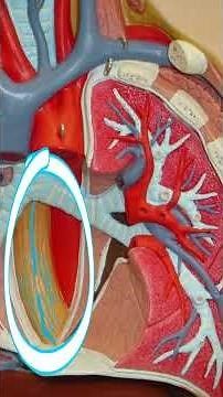 Esophageal varices and portal hypertension #shorts